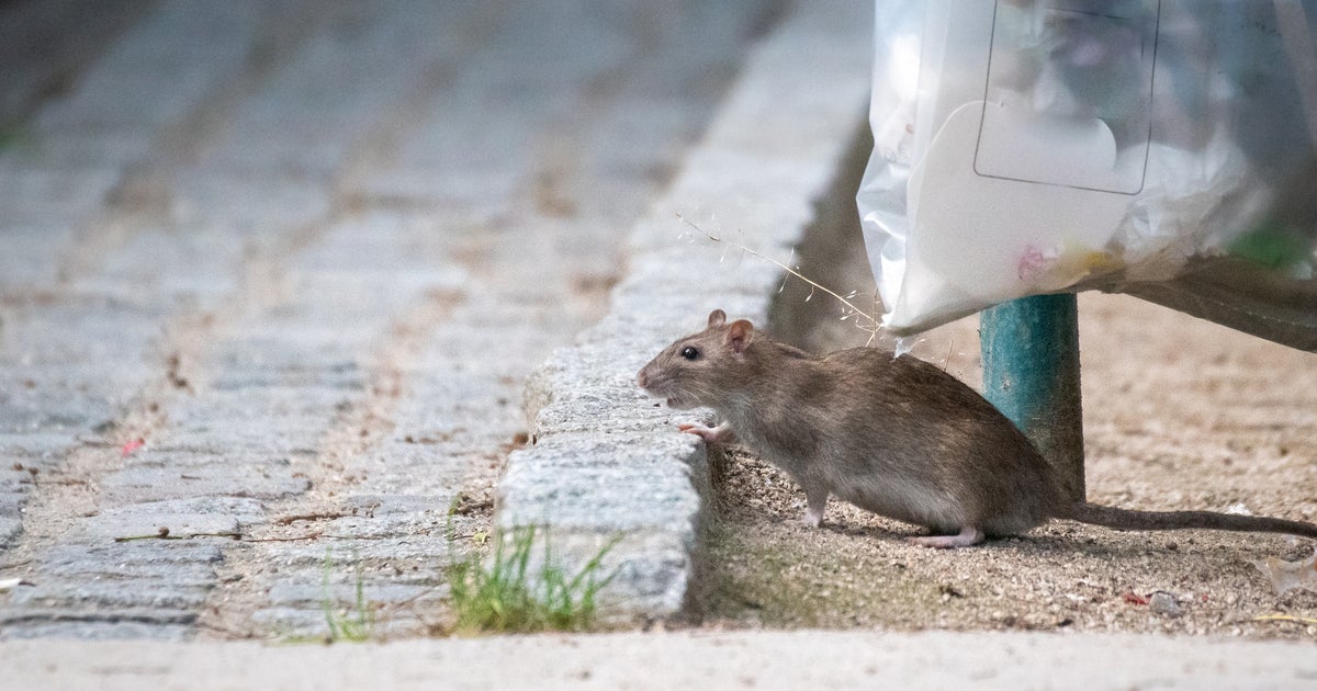 'Cat-Sized' Rats Spotted In UK. How To Keep Them Away From Your Home ...