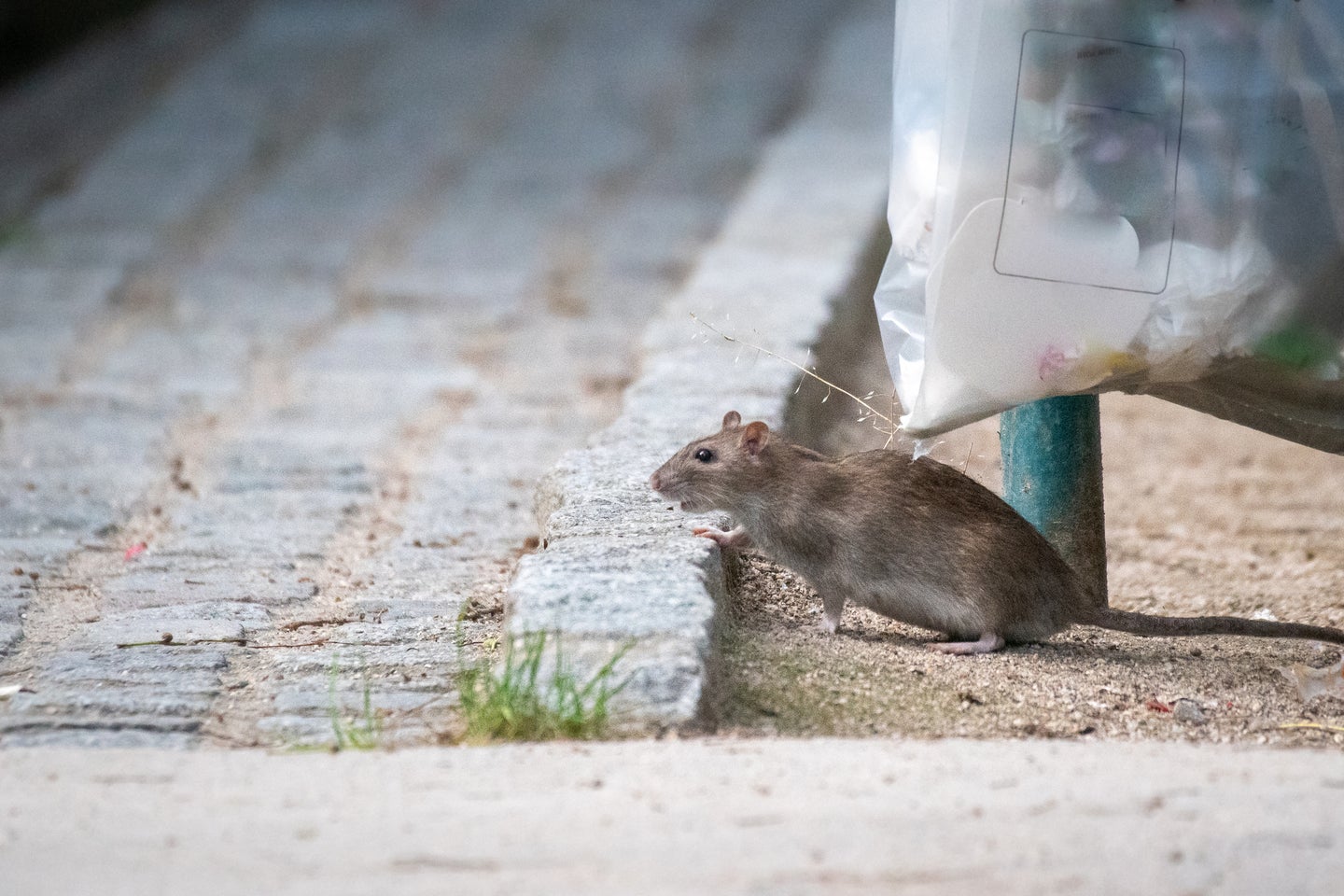 'Cat-Sized' Rats Spotted In UK. How To Keep Them Away From Your Home ...