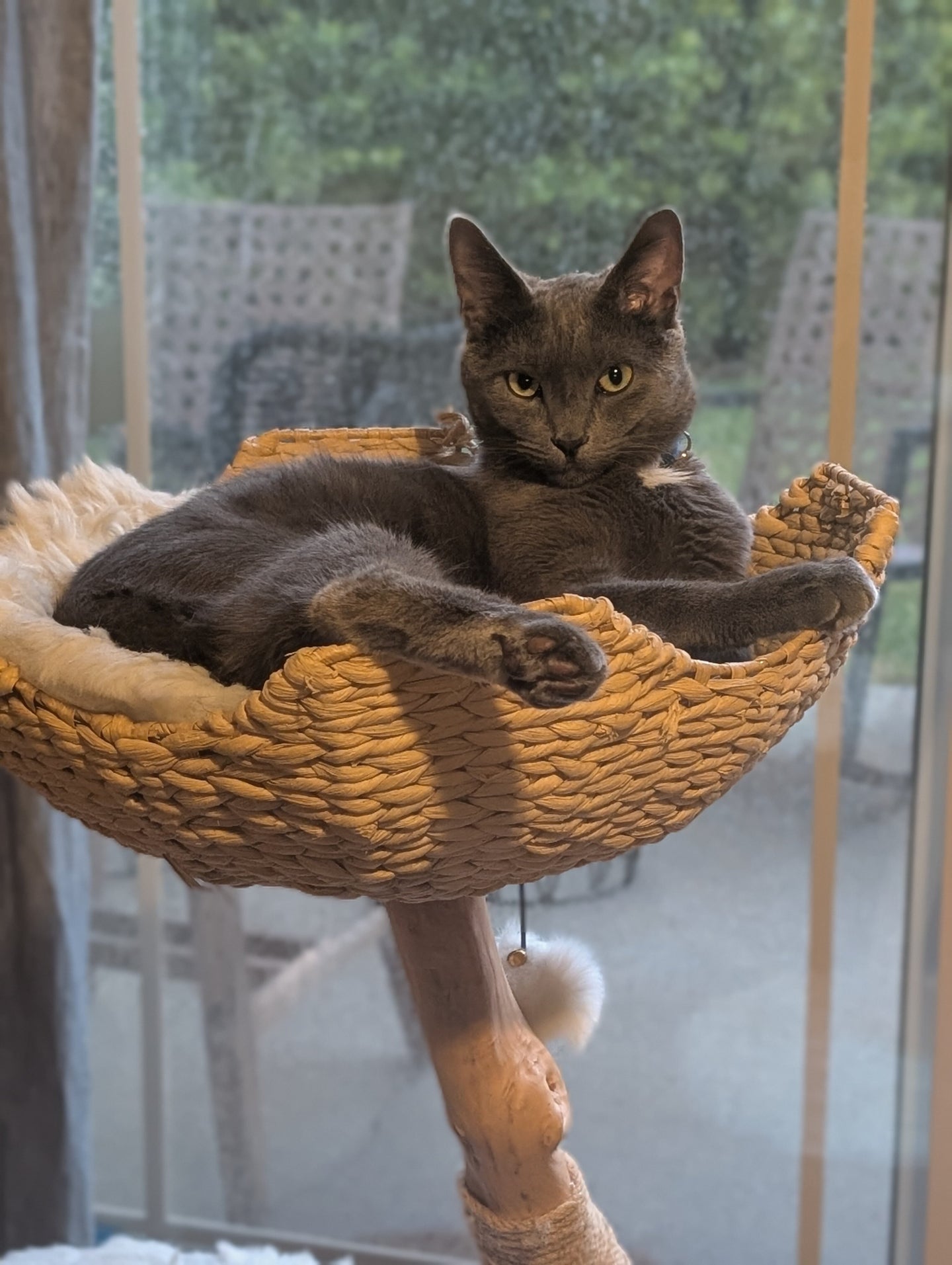 Carrie Bradshaw’s Viral Cat Tree Is Worth The Splurge | HuffPost Life