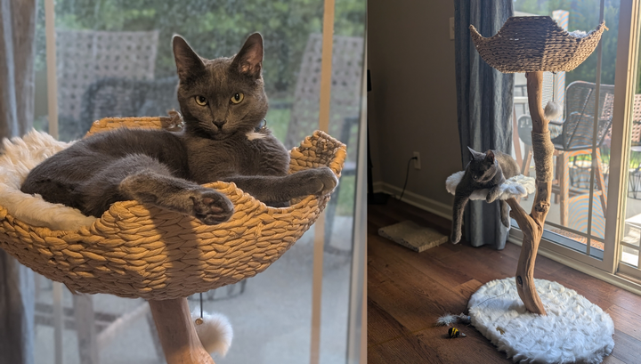 Carrie Bradshaw’s Viral Cat Tree Is Worth The Splurge | HuffPost Life