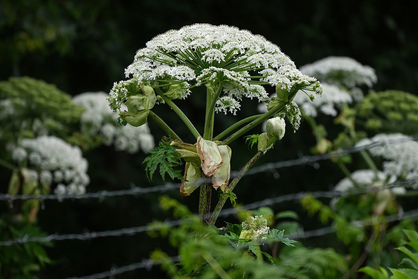 Giant Hogweed Warning After Toddler Left With Huge Blister | HuffPost ...