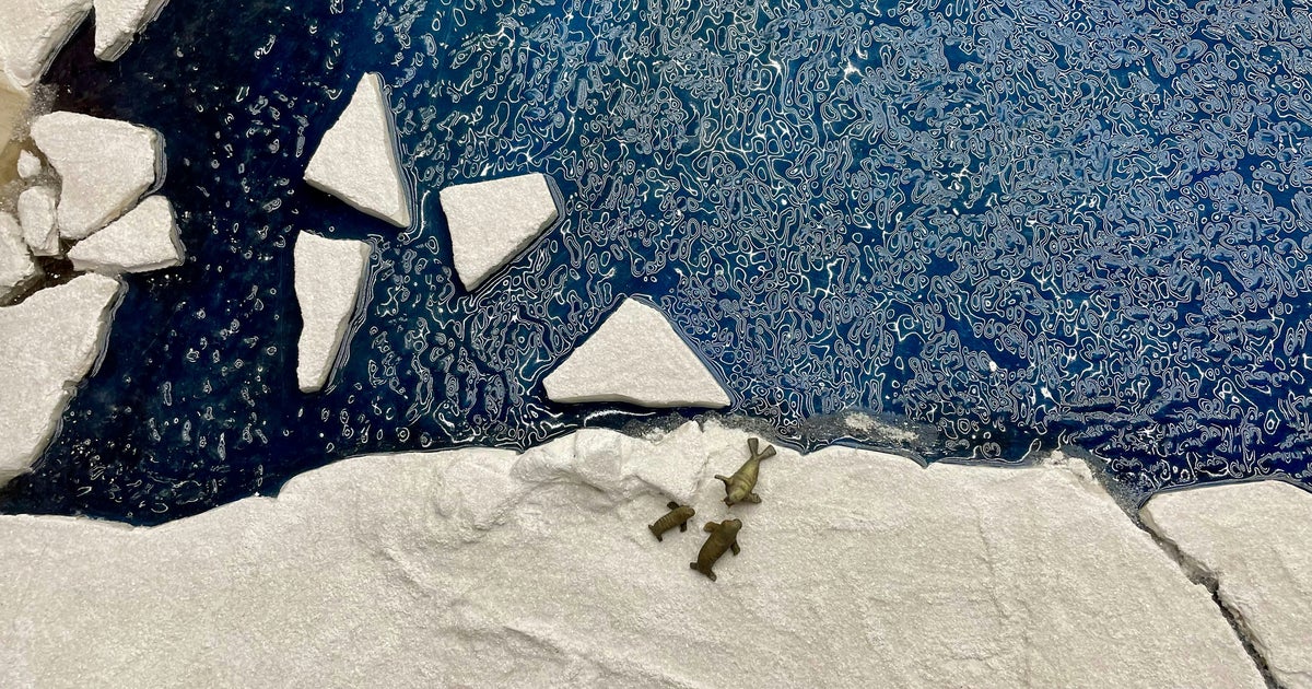 Why Is Arctic Ice Melting More Slowly During Climate Change? | HuffPost ...