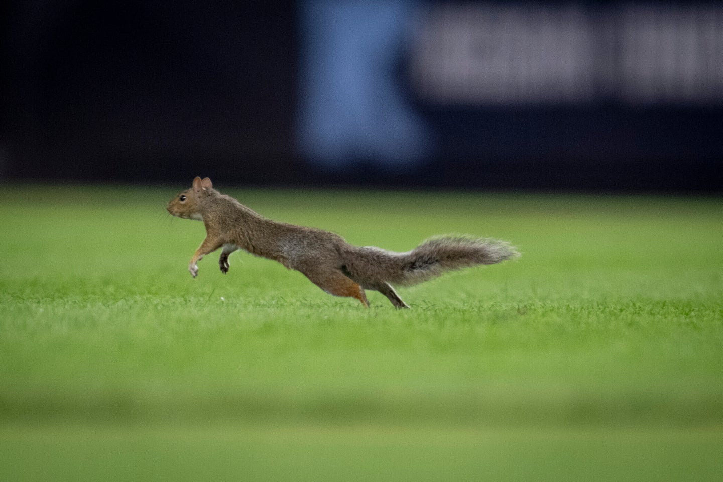 Fans Go Nuts Over Squirrel At Yankee Stadium | HuffPost Latest News
