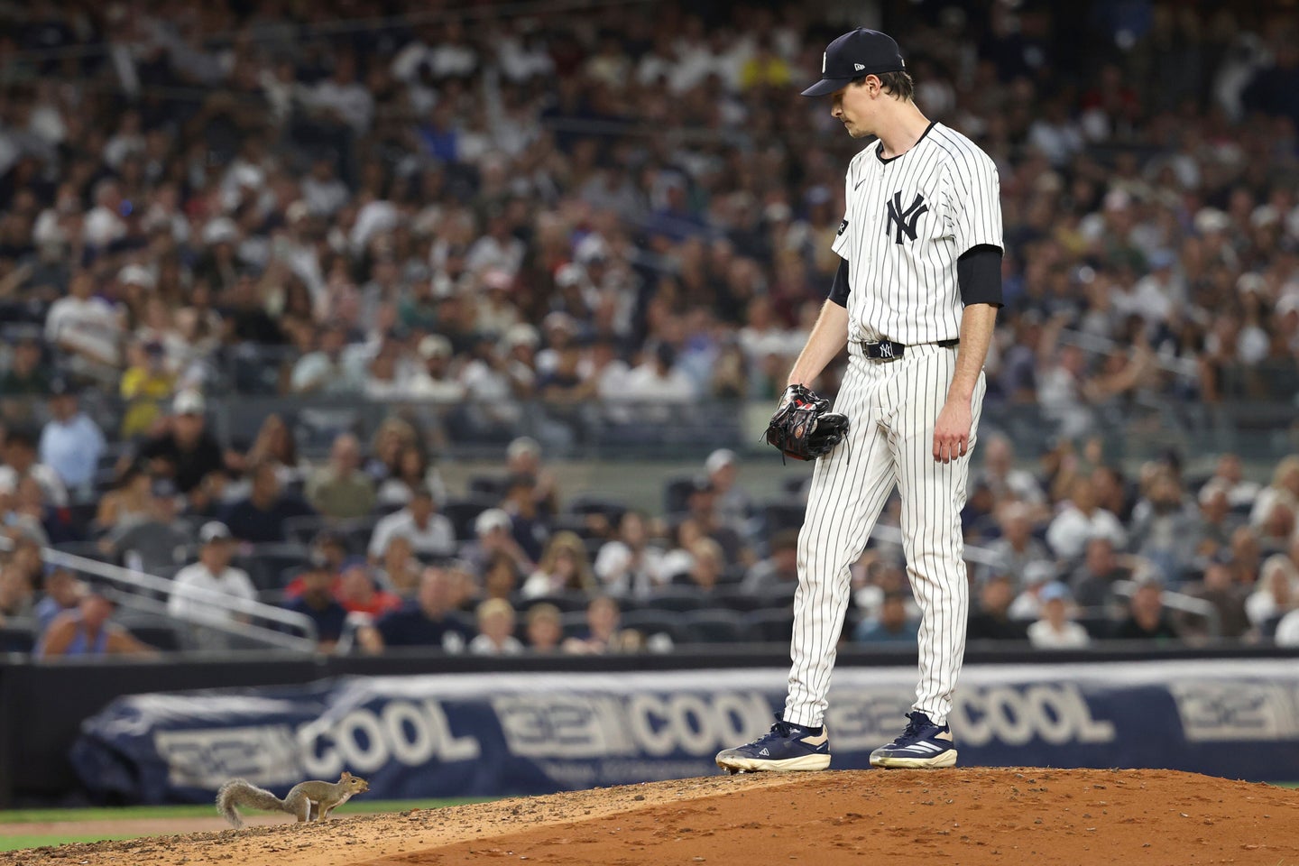Fans Go Nuts Over Squirrel At Yankee Stadium | HuffPost Latest News