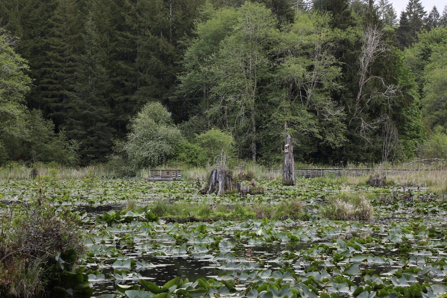森の中に「迷彩服を着た自衛官」が3人います⇨「何回見てもわからない」。あなたは見つけられる？動画が話題 | ハフポスト LIFE