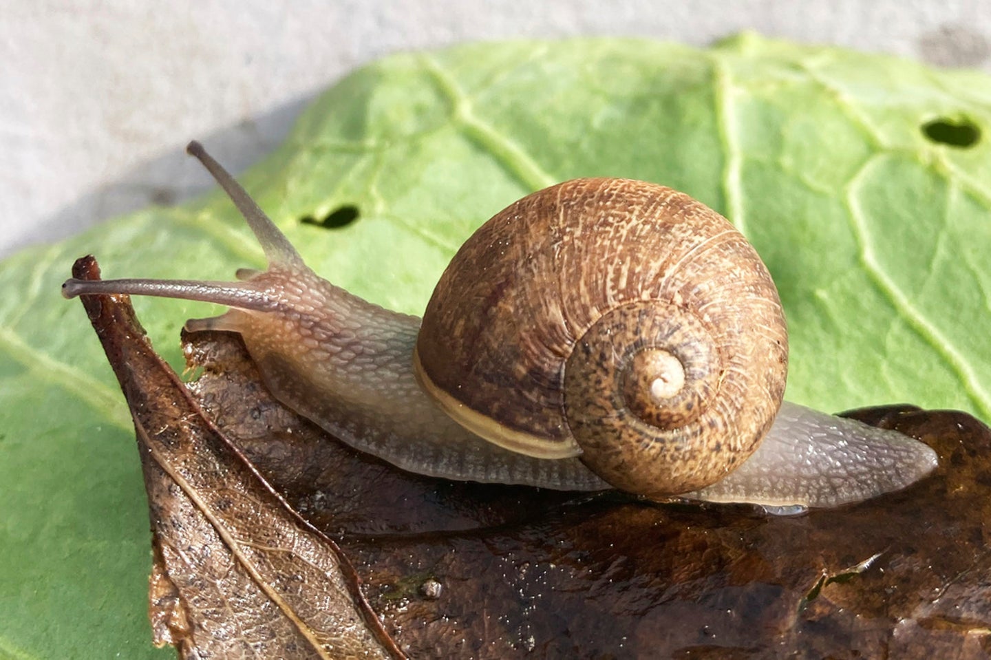 New Zealand Snail's Rare Shell May Have Doomed His Love Life | HuffPost ...