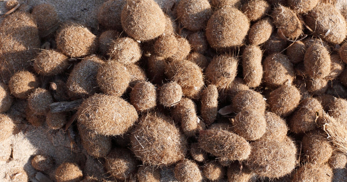 What Are Neptune Balls? Microplastic 'Mops' Explained | HuffPost UK Life