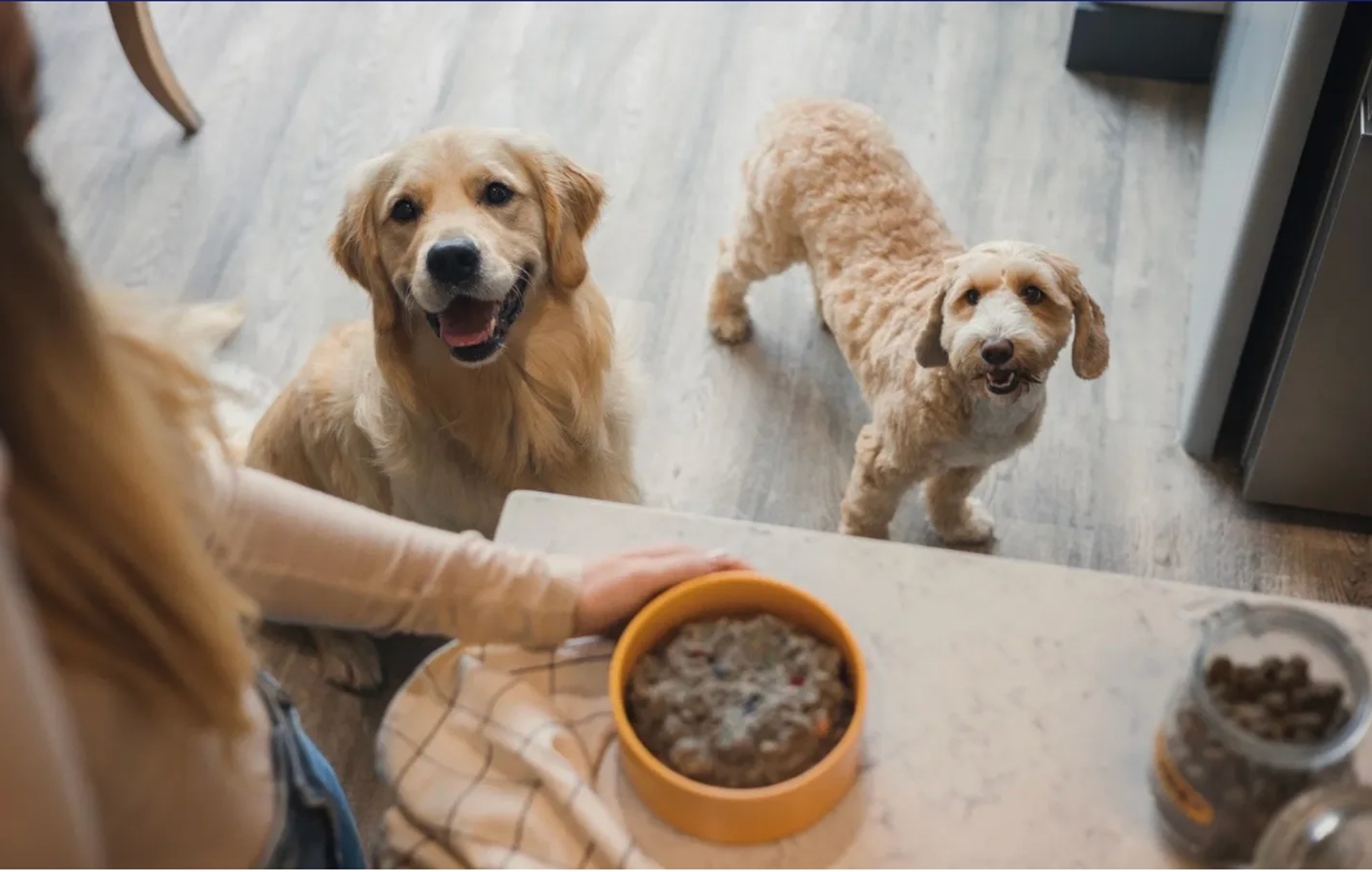 We've Found The Best Personalised Dog Food In The UK | HuffPost UK Life