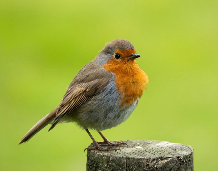This Is How To Attract Robins To Your Garden In Autumn | HuffPost UK Life