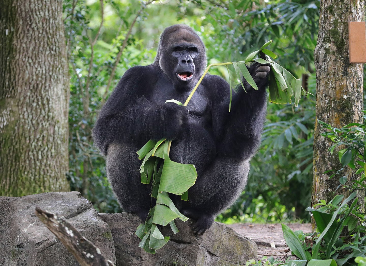 Disney World Mourns 44-Year-Old Gorilla Who Died At Animal Kingdom ...