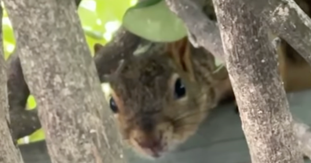 Aggressive Squirrel Sends At Least 2 People To ER | HuffPost Weird News
