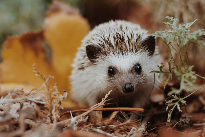 6 Signs A Hedgehog Is In Serious Need Of Help | HuffPost UK Life