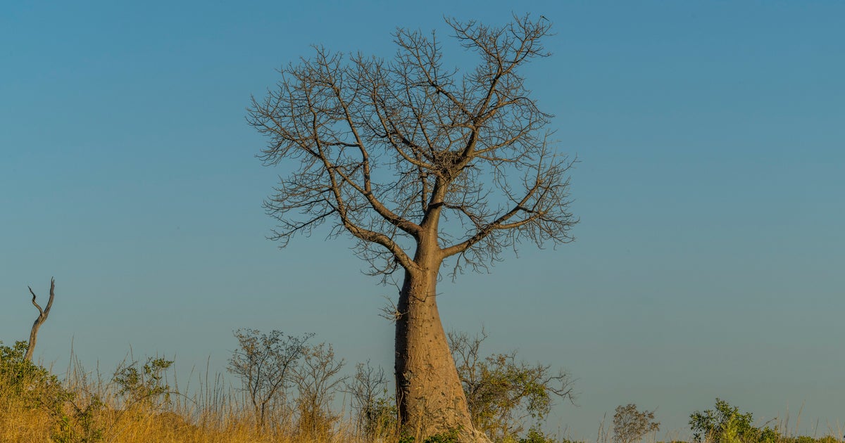 【画像】見たことある？バオバブが沖縄・熱帯ドリームセンターで開花。白く美しい花が咲く動画を公開 | ハフポスト 画像枠