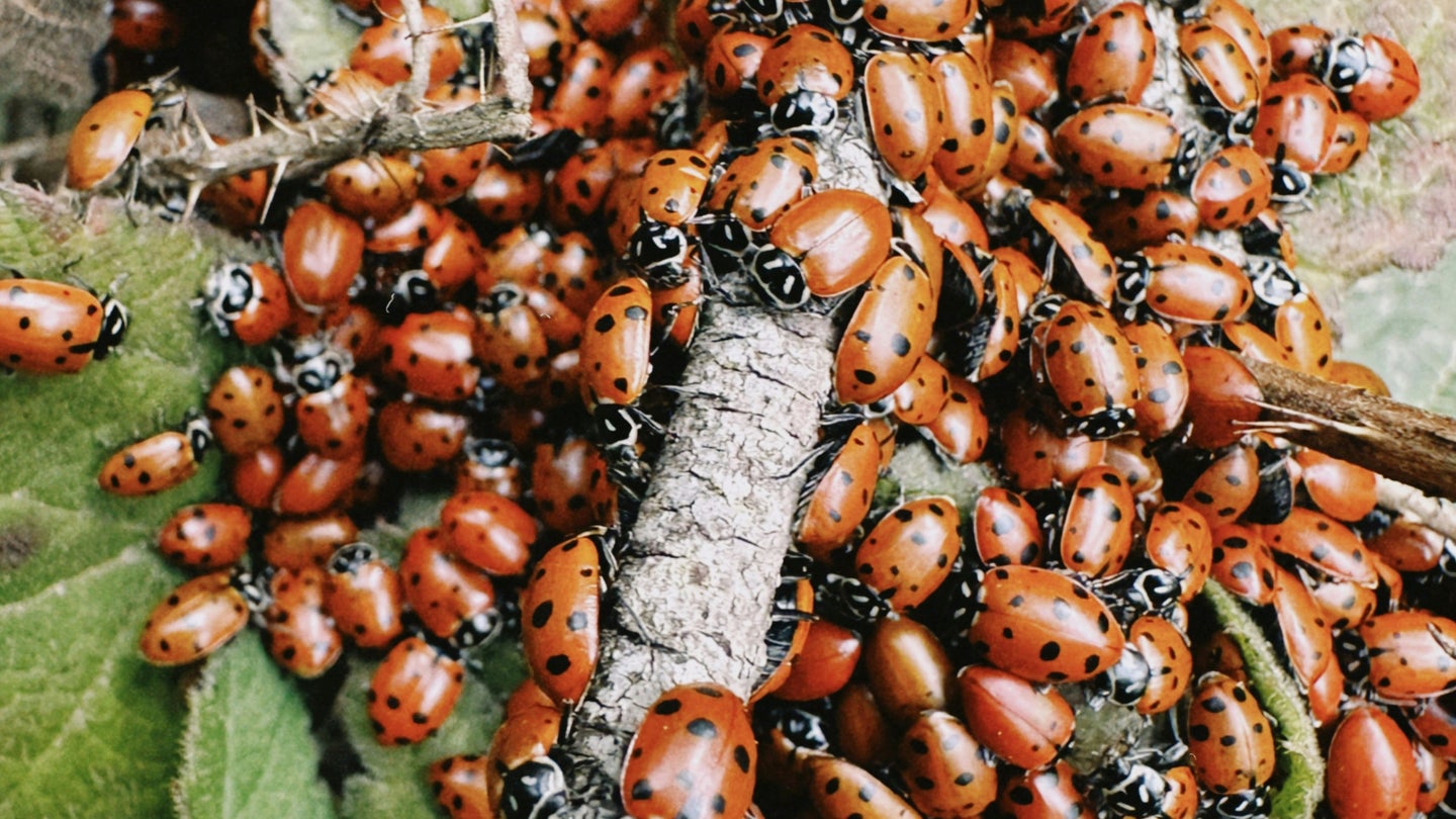 Why Is My Home Covered In Ladybirds And What Do I Do? | HuffPost UK Life