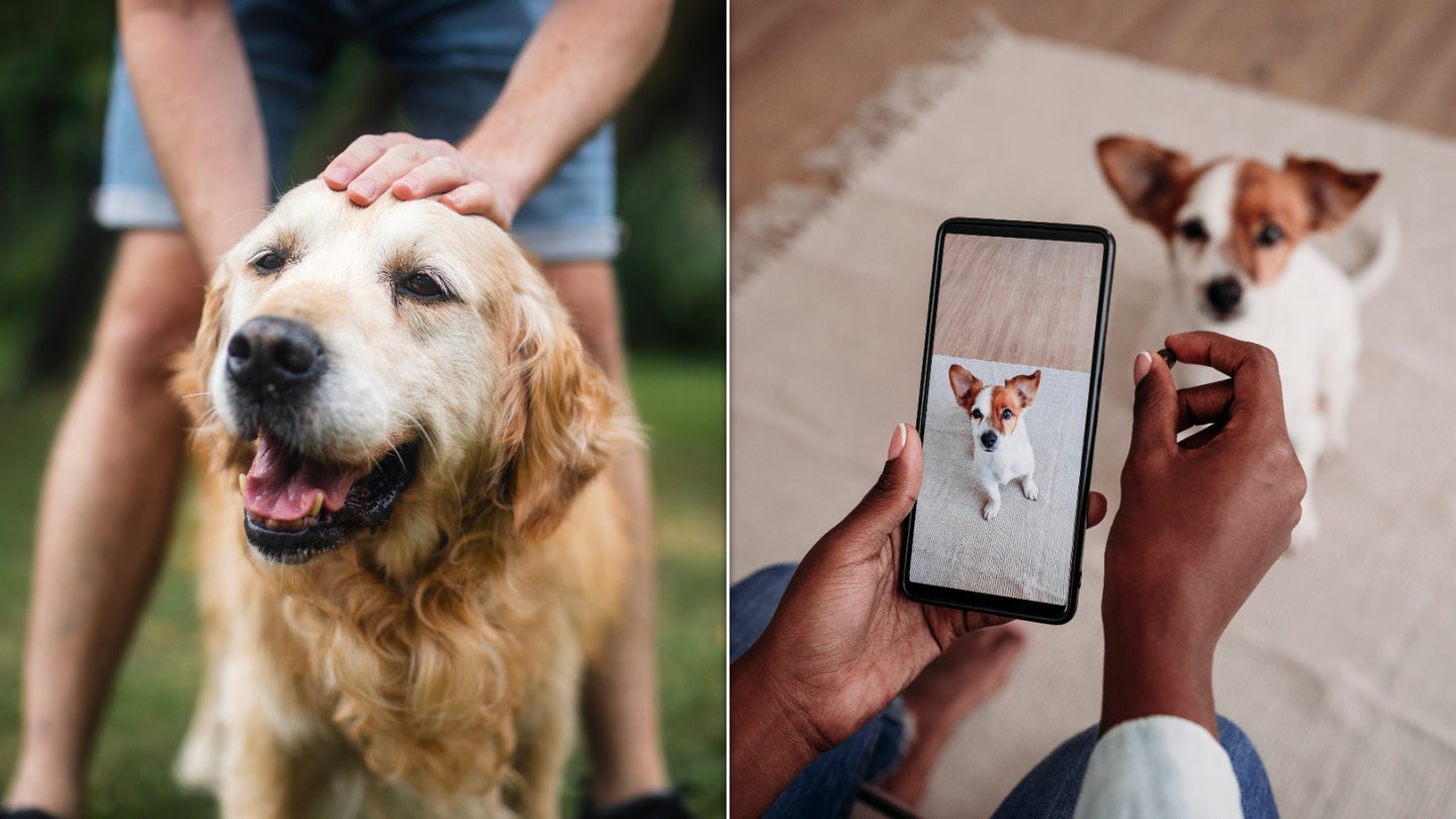 The Most Popular Dog Names Of 2025 | HuffPost Life