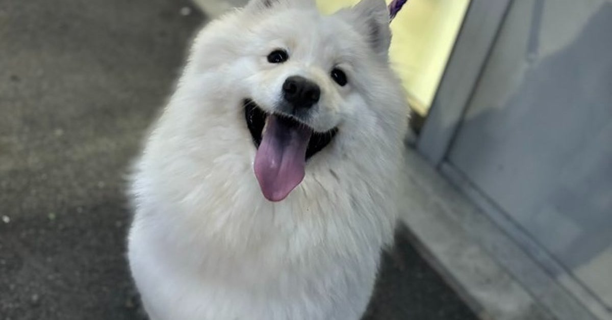 「この時期にタケノコだと！？」ご機嫌に、くわえて歩く愛犬の姿に「得意気」と2.3万「いいね」 | Cheriee NEWS