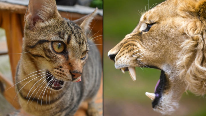 The Science Behind Why Cats Meow And Tigers Roar | HuffPost UK Life