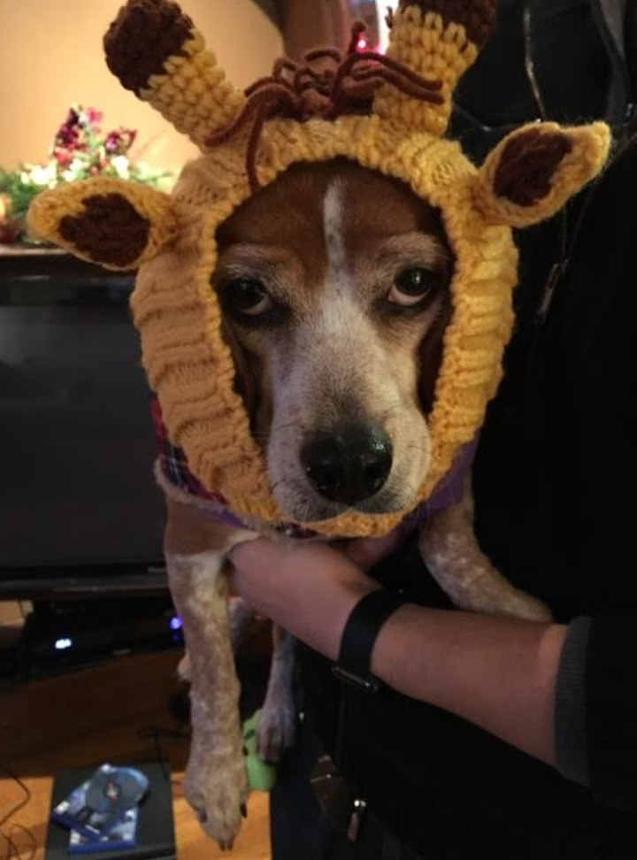 Empty Nest Syndrome And The Nightmare Foster Dog That Saved Me ...