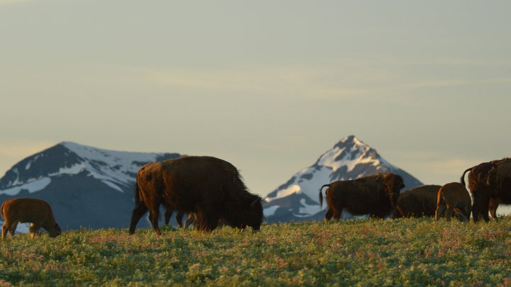 PBS Documentary Chronicles Blackfeet Nation’s Bison Conservation ...