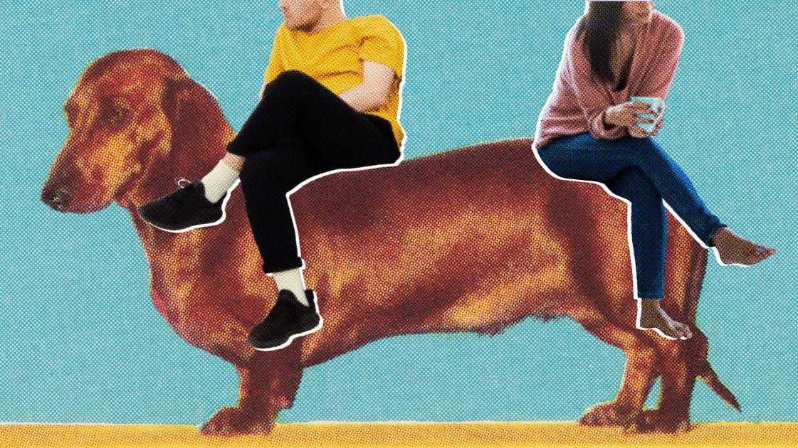 The Benefits Of Having A Pet-Nup | HuffPost Life