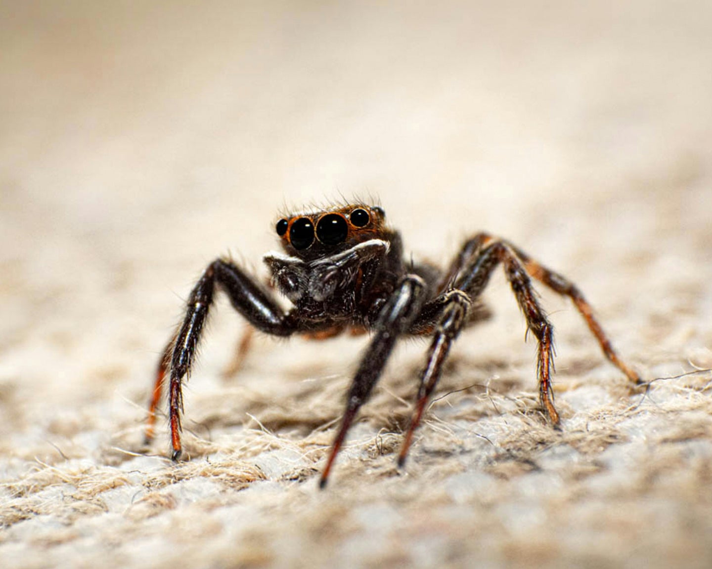 How Many Spiders Are In Our Homes? Science Says Dozens | HuffPost UK Life