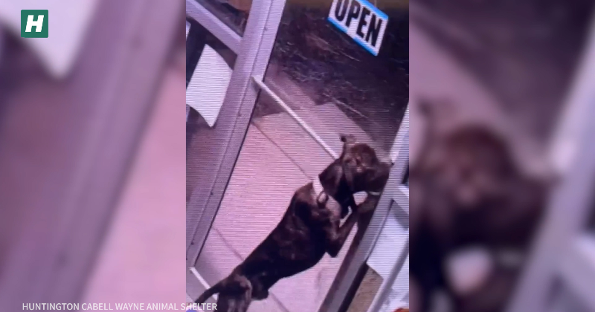Dog Escapes Shelter | HuffPost Videos