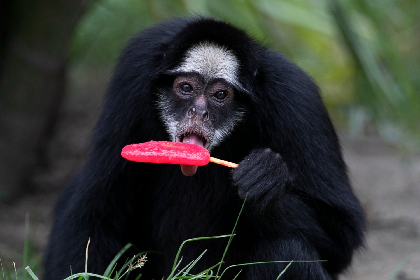 Rio De Janeiro Zoo Animals Are Treated To Popsicles As The Brazilian ...