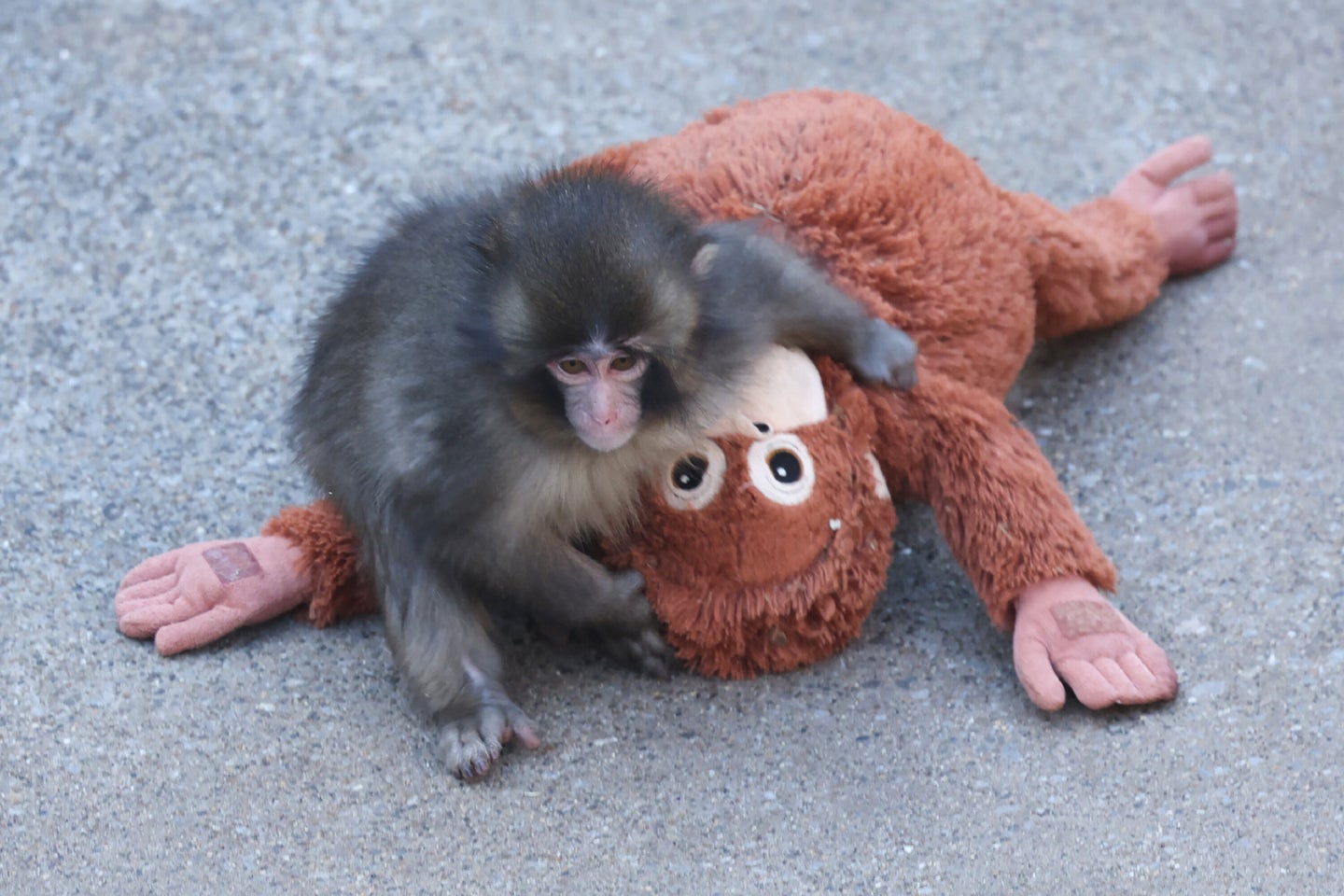 Why Do Mother Monkeys Abandon Their Babies? Experts Explain Punch’s ...