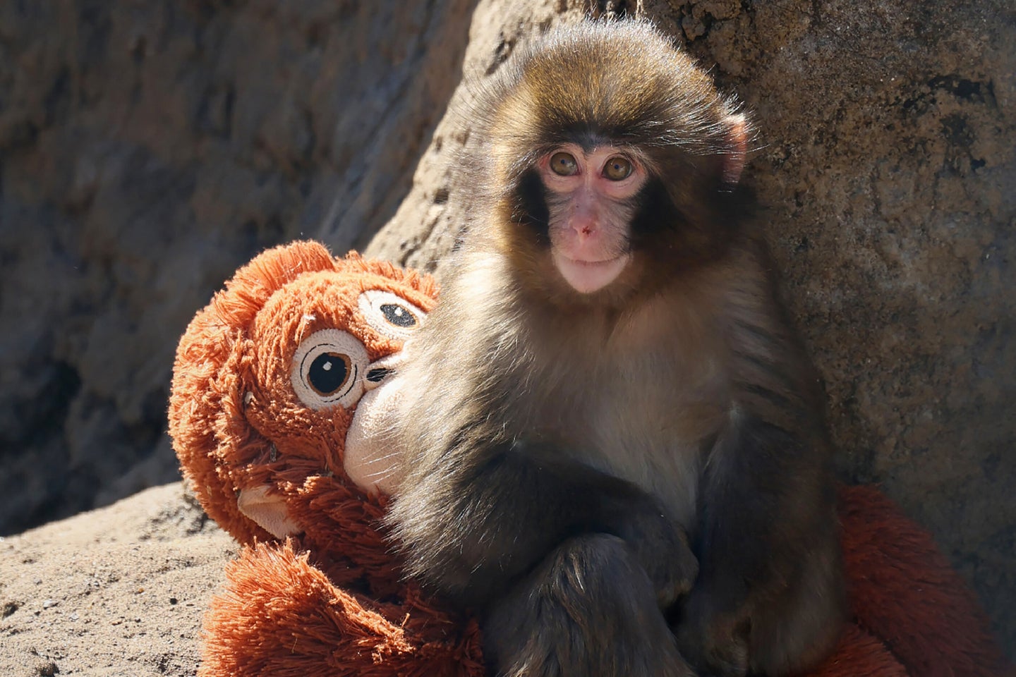 Why Do Mother Monkeys Abandon Their Babies? Experts Explain Punch’s ...
