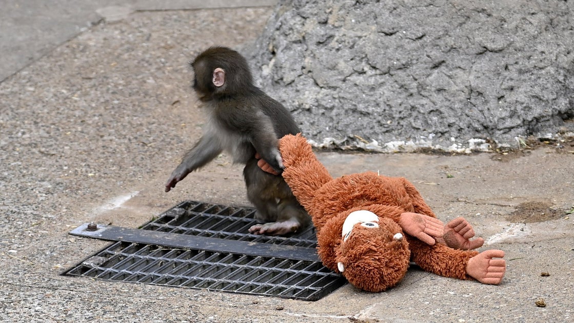 Why Do Mother Monkeys Abandon Their Babies? Experts Explain Punch’s ...