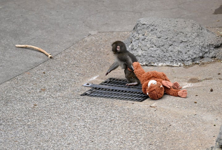 Why Do Mother Monkeys Abandon Their Babies? Experts Explain Punch’s ...