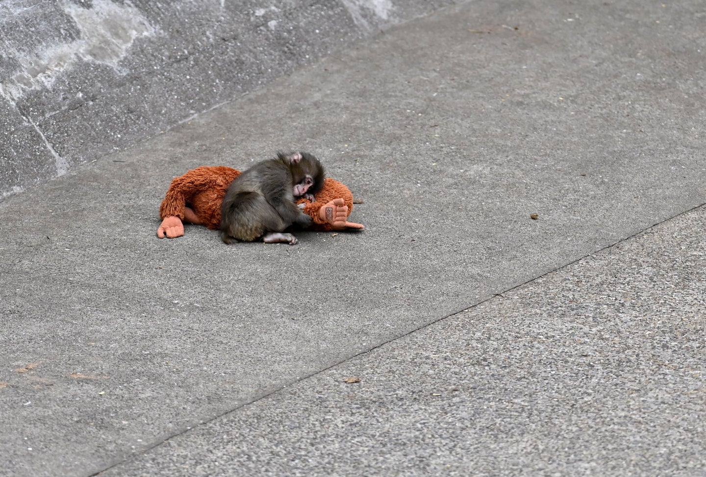 Why Do Mother Monkeys Abandon Their Babies? Experts Explain Punch’s ...
