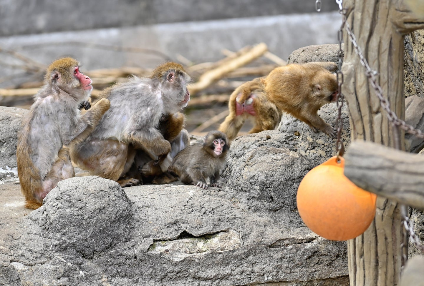 Why Do Mother Monkeys Abandon Their Babies? Experts Explain Punch’s ...