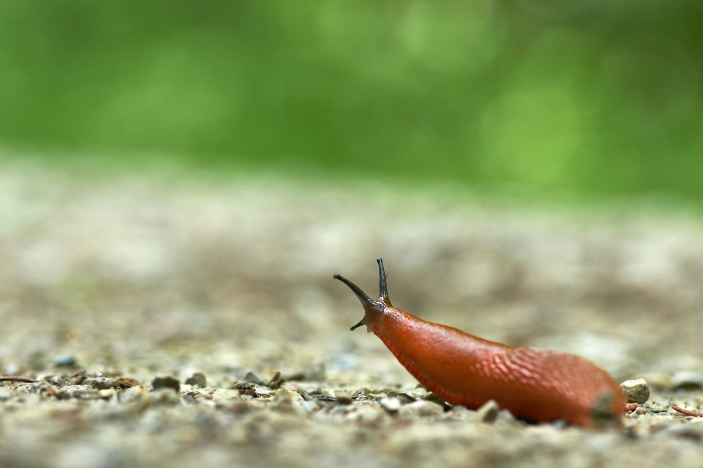 Will There Be A Lot Of Slugs This Year? Probably, Sorry | HuffPost UK Life