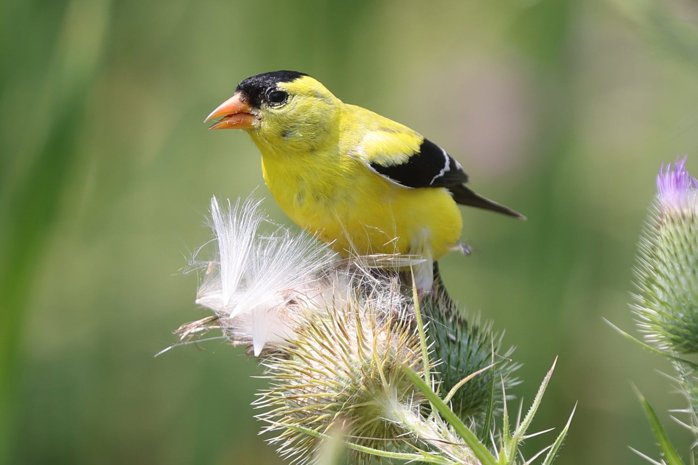 Study Suggests Birdwatching May Protect Brain Health | HuffPost Life