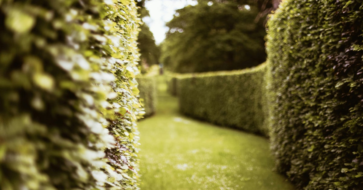 Why You Shouldn't Cut Hedges From March-September In The UK | HuffPost ...