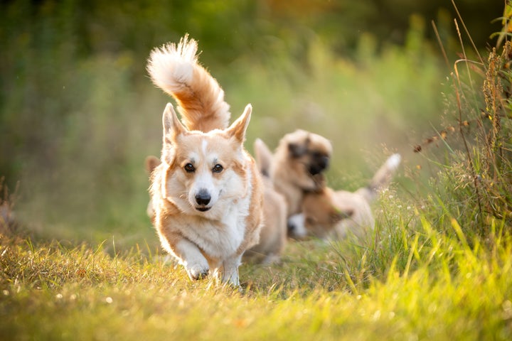 Arm & Hammer's 'Waterless' Dog Bath Spray Is Less Than $5 | HuffPost Life