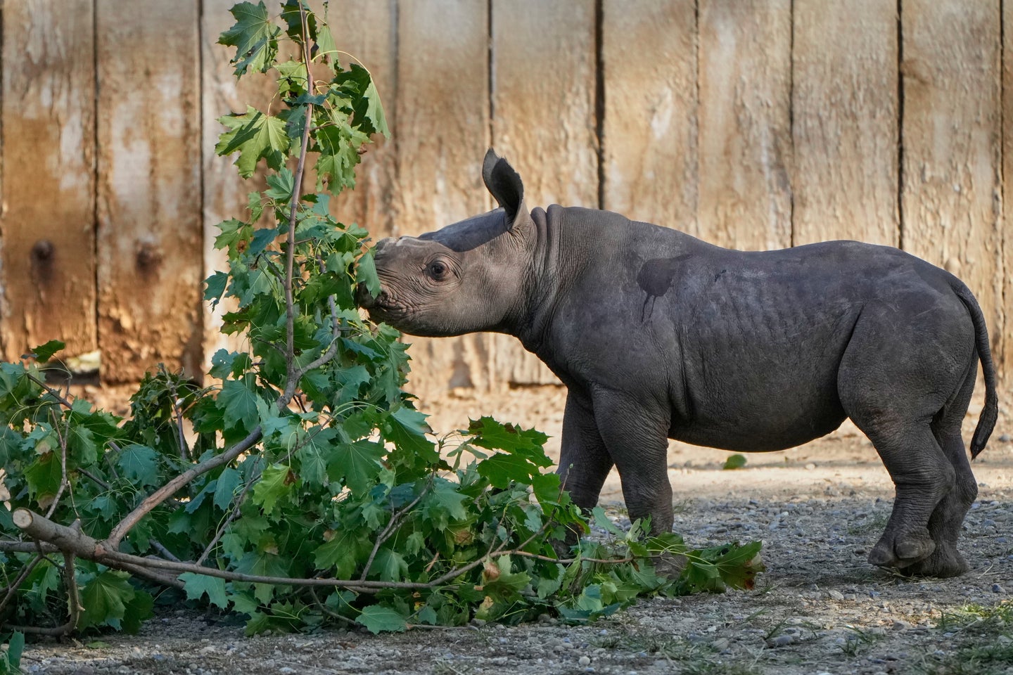 Swatting Incidents Prompt Evacuations, Closures At Several U.S. Zoos ...