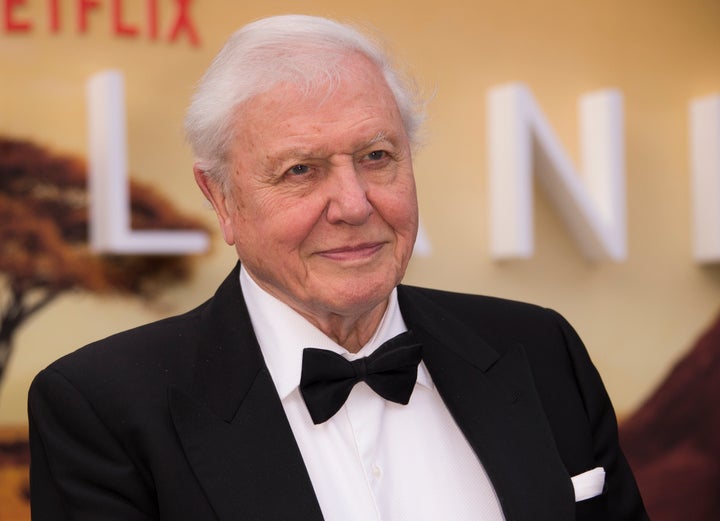 It Turns Out David Attenborough Is The Reason Tennis Balls Are Yellow ...