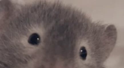 yuchubu
