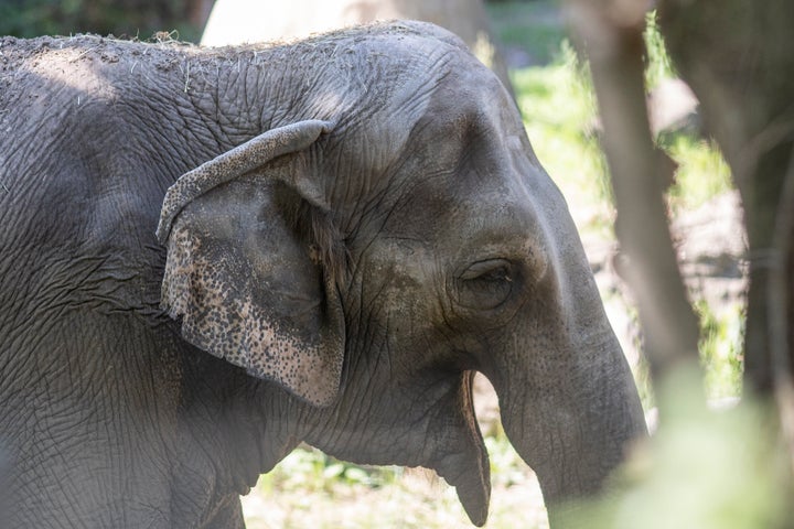 Happy The Elephant Dies At Bronx Zoo At The Age Of 55 | HuffPost Impact
