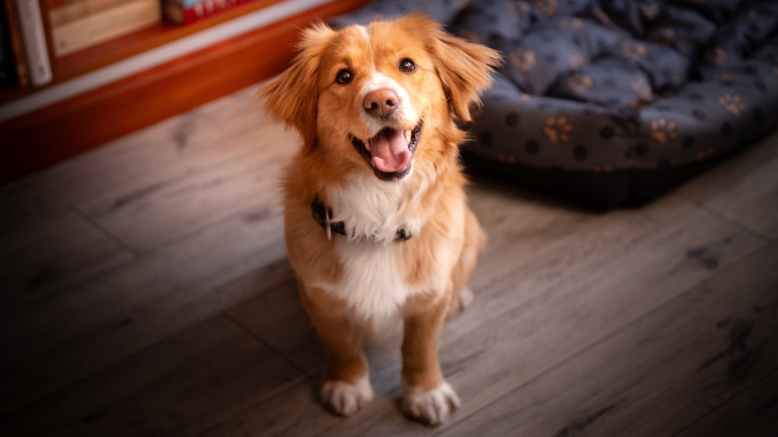 6 Signs Your Dog Is Happy | HuffPost Life