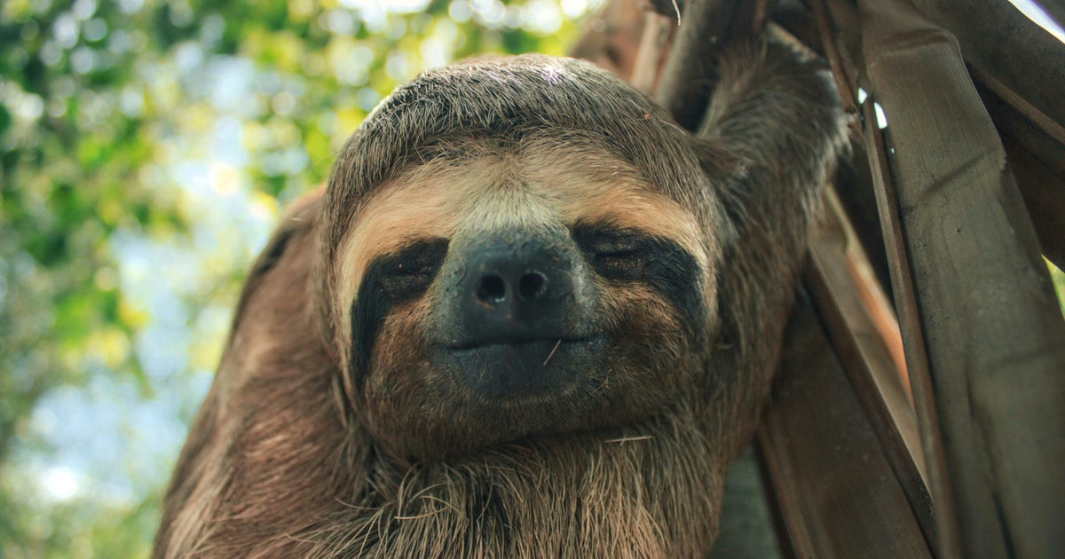 Sloths Could Help Us Manage Disease And Last Longer In Space | HuffPost ...