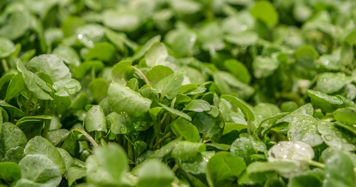 Watercress: Heart, Bone And Eye Health Benefits Explained | HuffPost UK ...