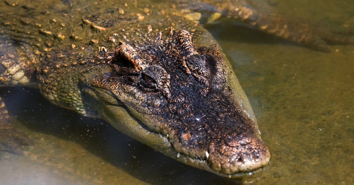 Zookeeper Jumped Into Crocodile Enclosure To Save Boy | HuffPost Latest ...