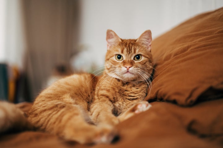 Veterinarians Share Common Signs Your Cat Is Under Stress | HuffPost Life