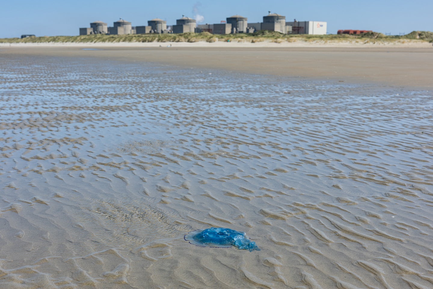 Jellyfish Swarm Overwhelms Nuclear Power Plant For The Second Time In 2 ...