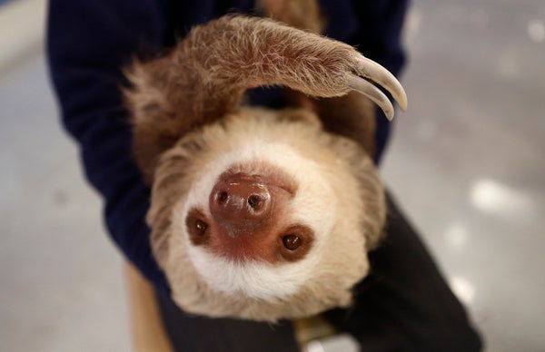 17 Sloths That Look How You Feel On Thanksgiving | HuffPost