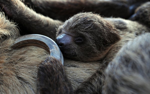 17 Sloths That Look How You Feel On Thanksgiving | HuffPost