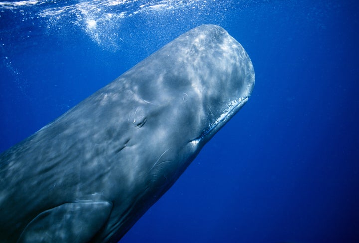 Newly Discovered Whale Species Named With A Nod To Moby Dick | HuffPost